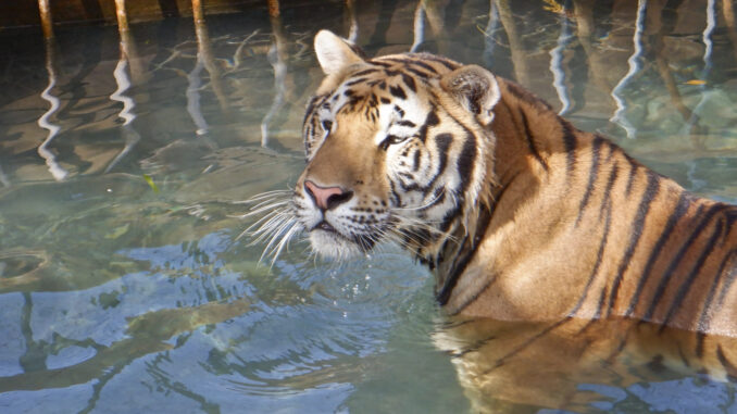 Relaxing in Roatan, in Search of the Perfect Beach | The Cruisington Times