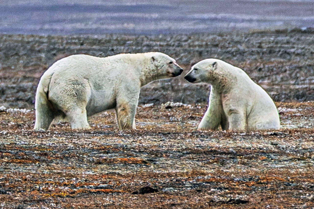What Can Polar Bears Do in an Arctic Without Ice? | The Cruisington Times