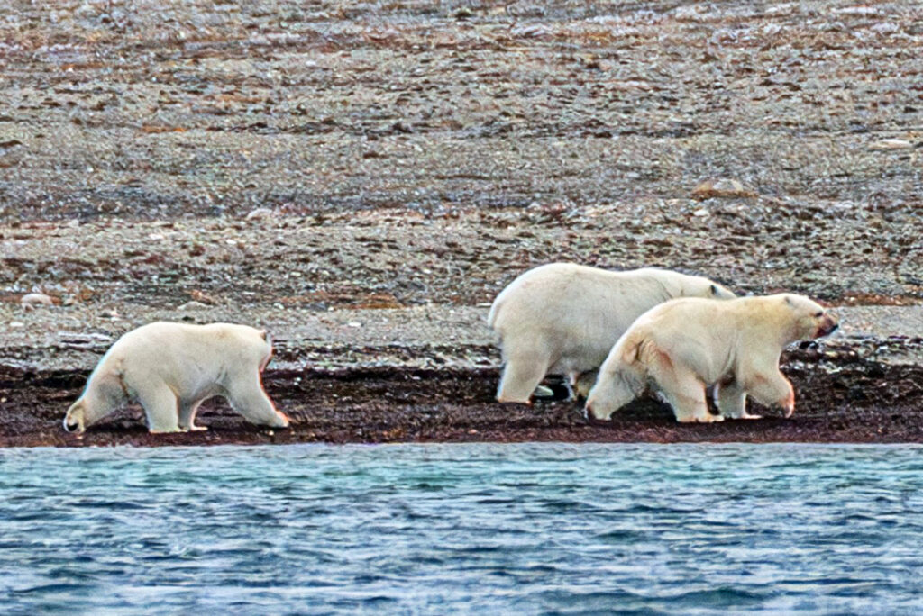 What Can Polar Bears Do in an Arctic Without Ice? | The Cruisington Times
