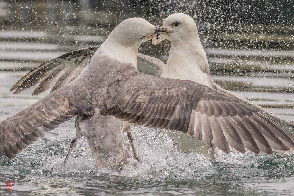 What Can Polar Bears Do in an Arctic Without Ice? | The Cruisington Times